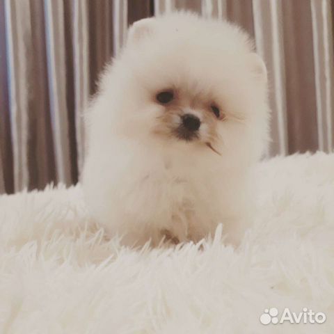 Вот такой красавчик Кекс Шпиц