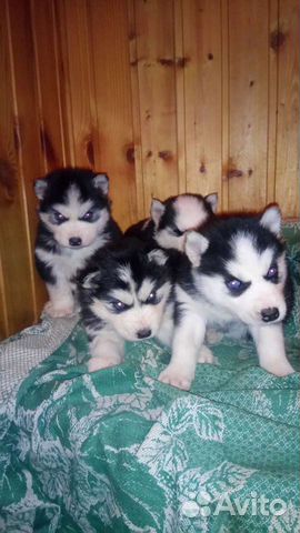 Хасята голубоглазки