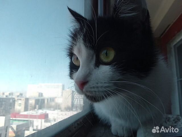 Линда - нежная черно-белая кошечка 6 мес в дар