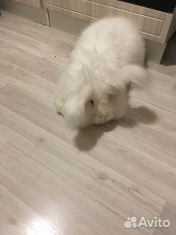 Немецкая ангора