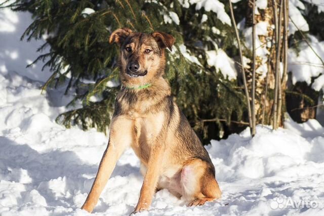 Небольшая красавица Симона в дар