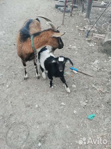 Альпийские козы козочка и два козлика