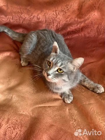 Кошка Челси