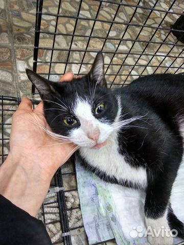 Кошечка Альфа, брошена хозяином. стерилизована