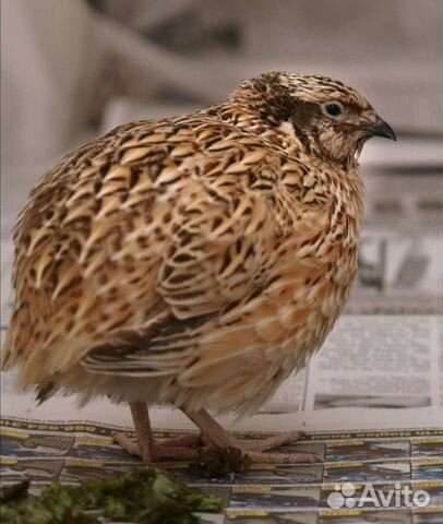 Перепела несушки