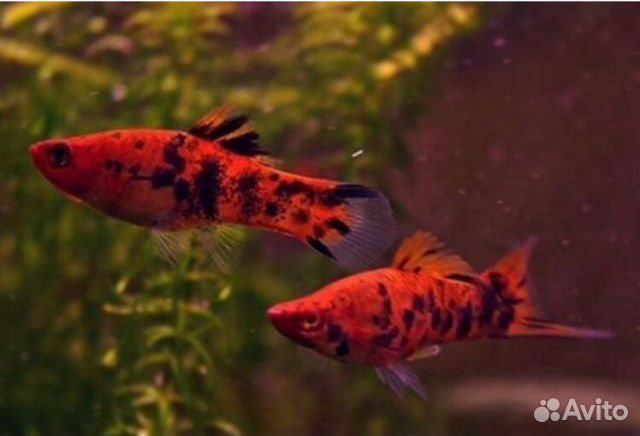 Меченосец тигровый