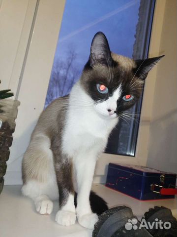 Тайка Кошка