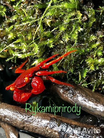 Краб Geosesarma tomato