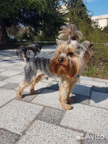 Мальчик для вязки