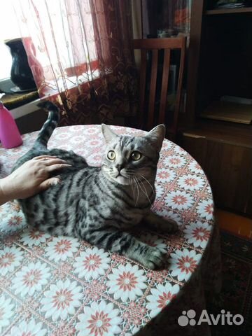 Шотландский кот прямоухий