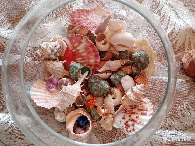 Аквариум с ракушками