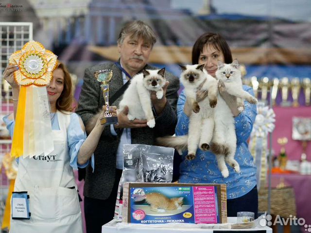 Элитные невские маскарадные котята из питомника