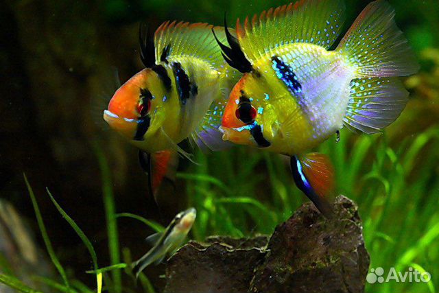 Рыба Апистограмма бабочка баллон