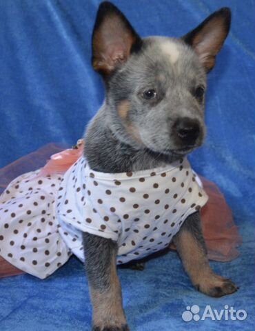 Собака австралийский хилер