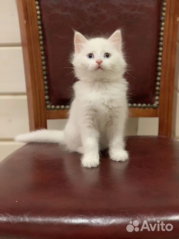 Малыш Василёк 1,5 месяца в самые ответственные рук