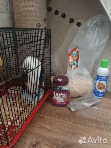 Крысы с клеткой