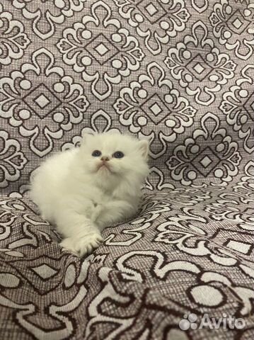 Британские котята