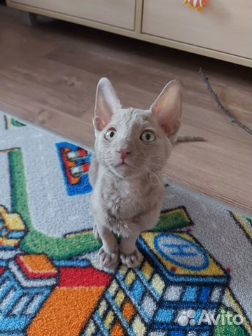 Корниш-рекс котенок девочка