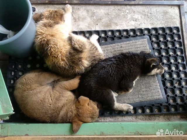 Собака в добрые руки щенок