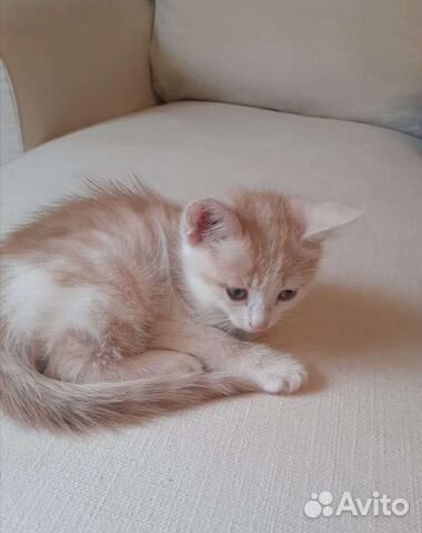 Очень весёлый рыжик бесплатно