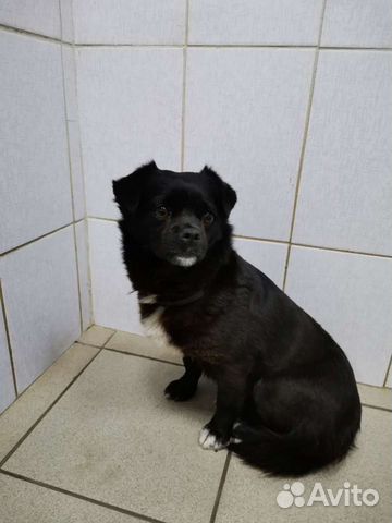 Собака в добрые руки привезу