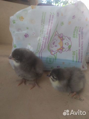 Цыпленок доминант