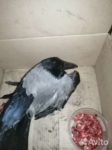 Ворона, воронёнок