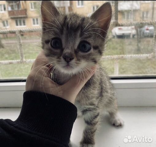 Маленький котенок