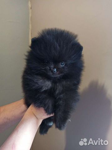 Шпицарики маленькие шарики)