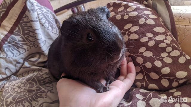 Морские свинки