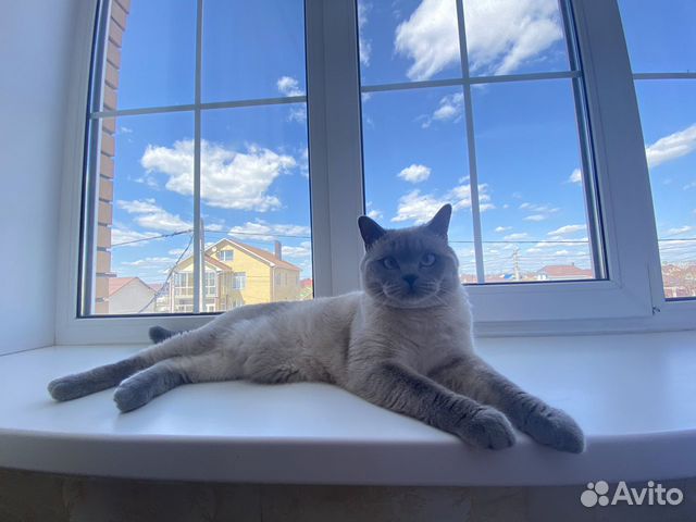 Чистокровный британский кот