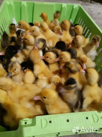 Утята суточные оптом