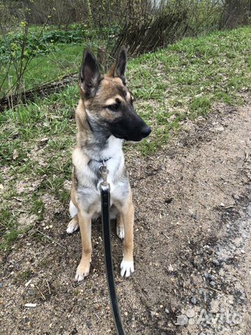 Метис малинуа ищет дом