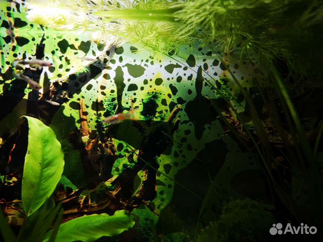 Рыбки гуппи