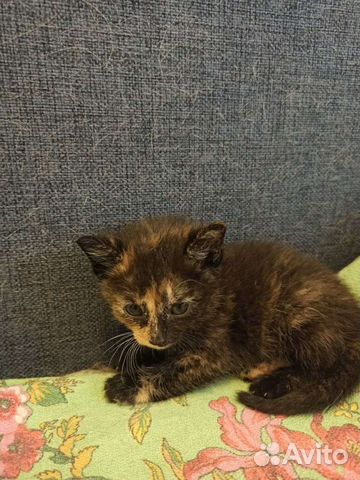 Котята 6 недель