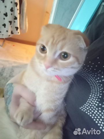 Продам кошечку