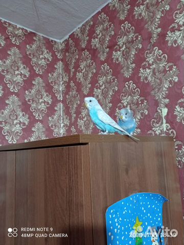 Продам волнистых попугаев