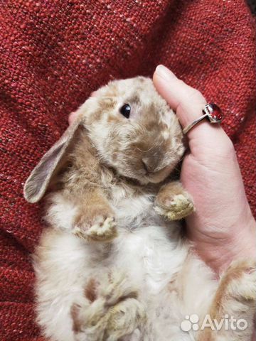 Декоративный карликовый кролик