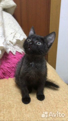 Шикарный котенок в дар