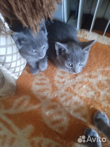 Русская голубая