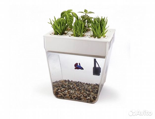 Флорариум(аквариум плюс на крыше акваферма)
