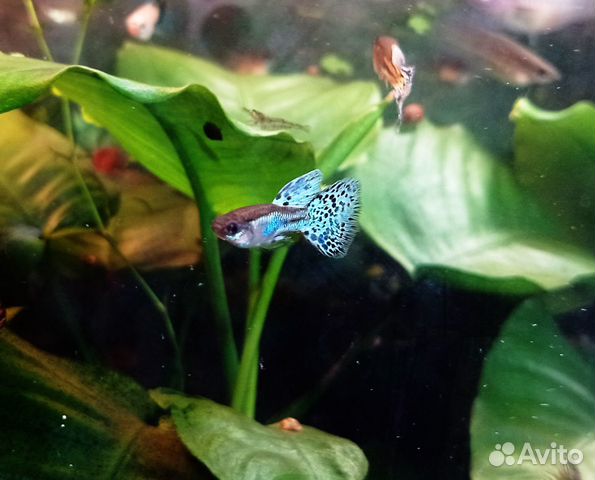 Гуппи голубая трава (Guppy Blue grass)