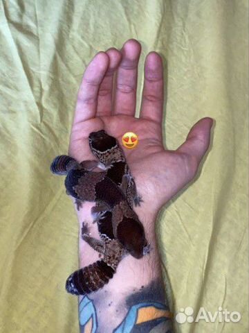 Ящерицы Гемитикониксы