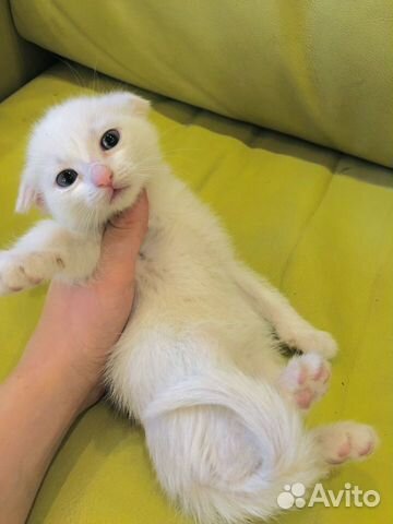 Шотландские вислоухие котята