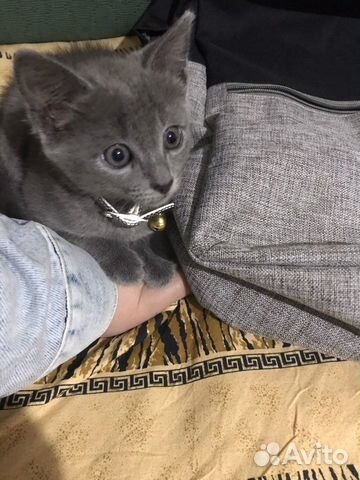 Кошки в добрые руки бесплатно