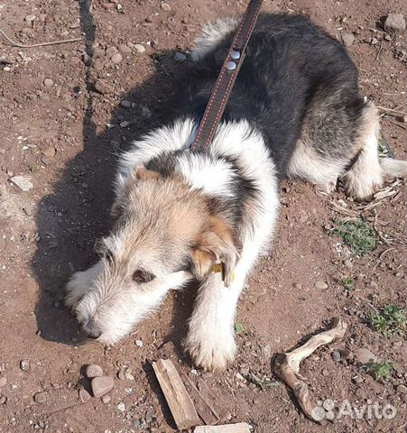 Милая очаровашка в добрые руки бесплатно