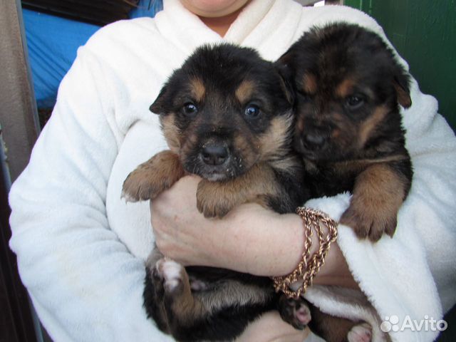 Щенки от овчарки на охрану