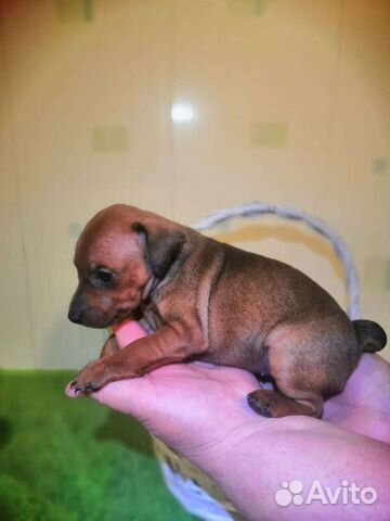 Щенки цвергпинчера