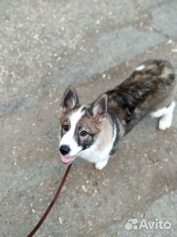 Красавец-мальчишка