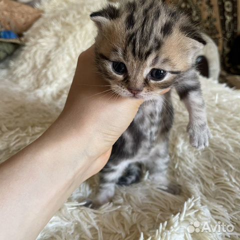 Шотландские вислоухие котята
